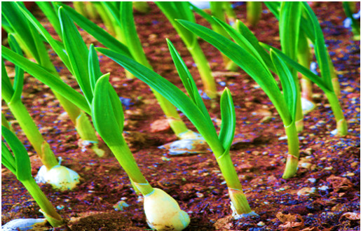 Clean Pipes – Healthy Man